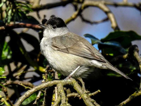 Gallery – Birds – Pleasley Pit Nature Study Group
